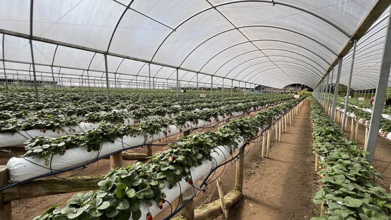 Saiba a melhor época para plantar o seu morango – Só Morangos | Caminho ...